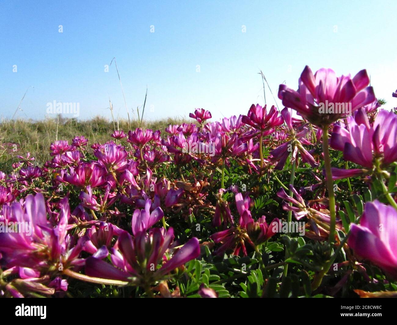 Purple flowers in a field under the blue sky in Malta Stock Photo - Alamy