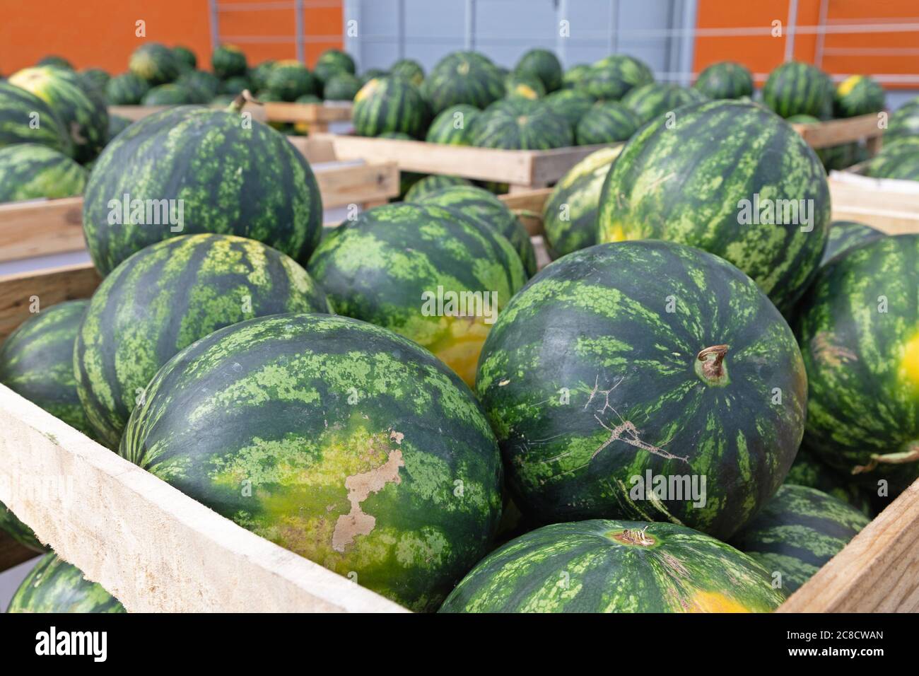 Big Watermelons in Crates at Wholesale Warehouse Stock Photo - Alamy