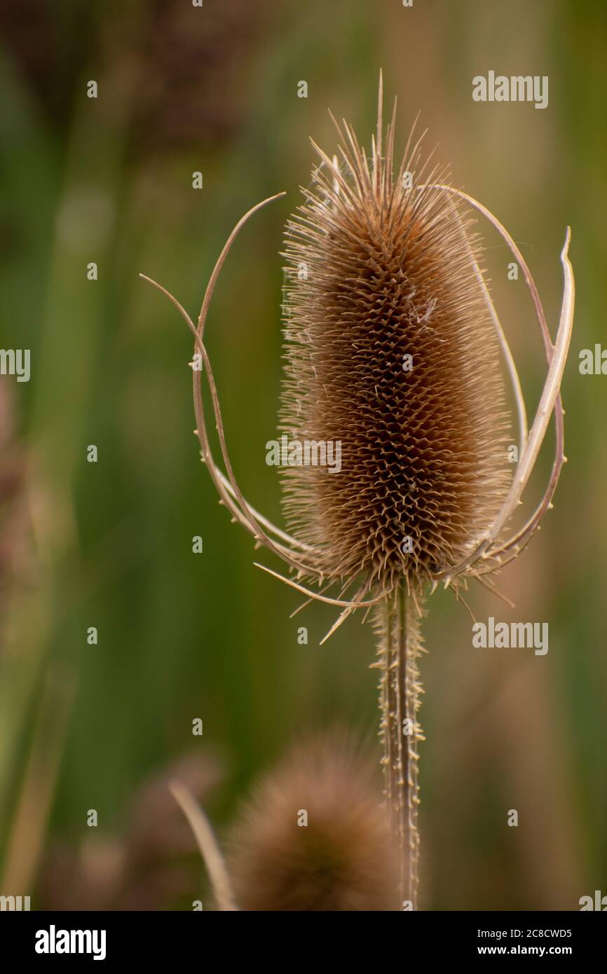 Teasel forest hi-res stock photography and images - Alamy