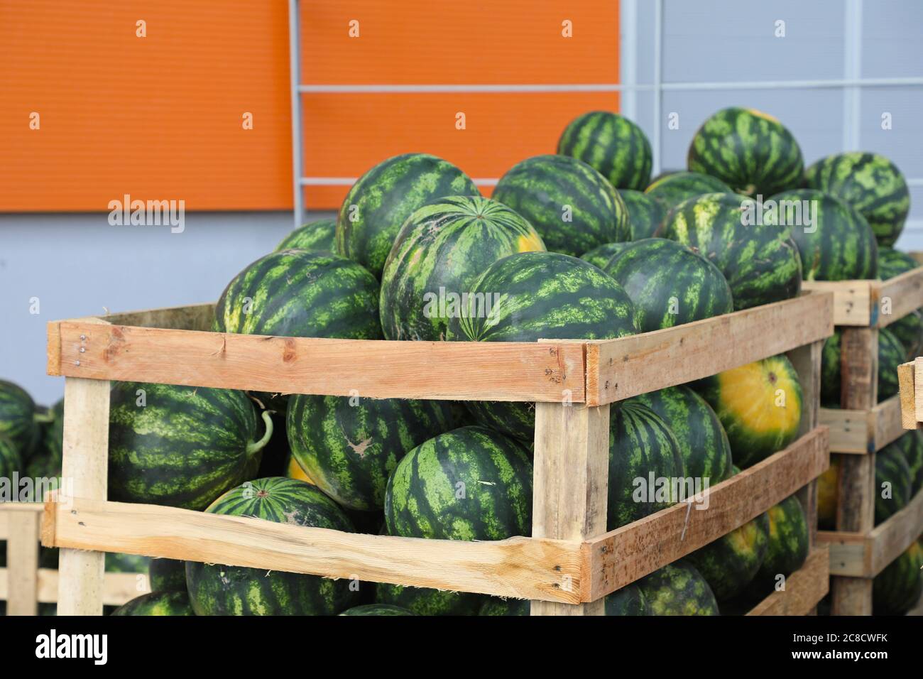 Big Watermelons in Crates at Wholesale Warehouse Stock Photo - Alamy
