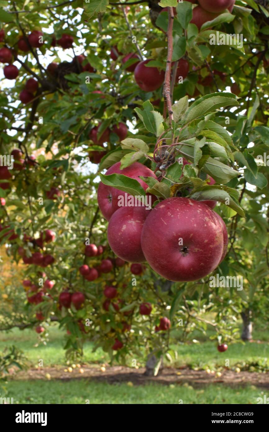 Apples hanging on a tree Stock Photo - Alamy
