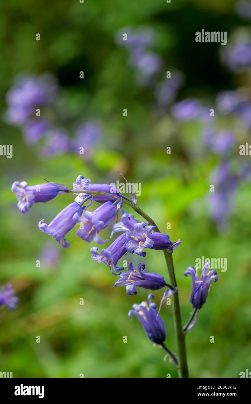 Bluebells in season High Resolution Stock Photography and Images - Alamy
