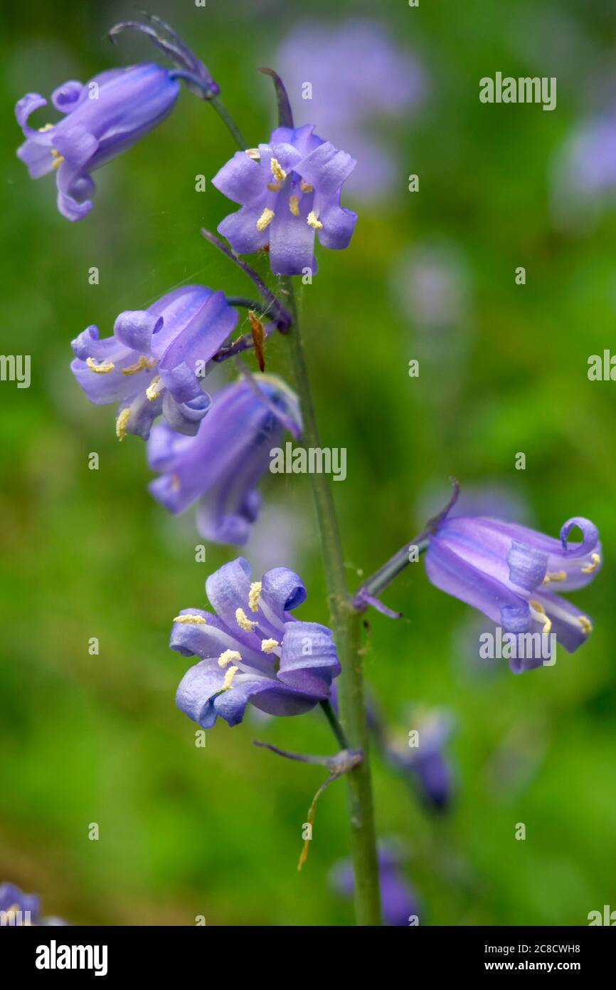Bluebells in season Stock Photo - Alamy
