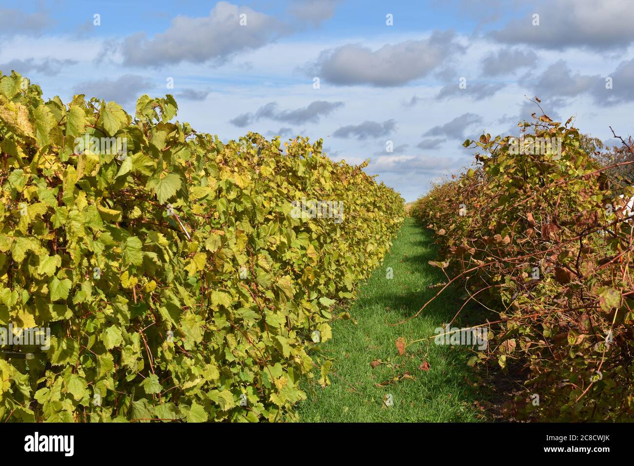 Long row fresh fruit hi-res stock photography and images - Alamy