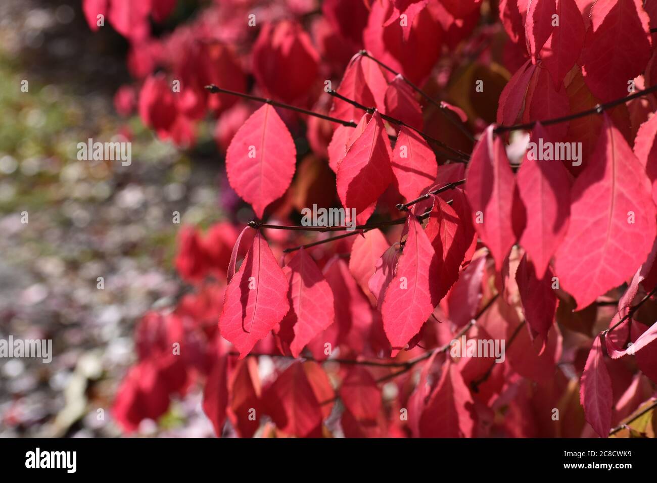 Bright red fall foliage hi-res stock photography and images - Alamy