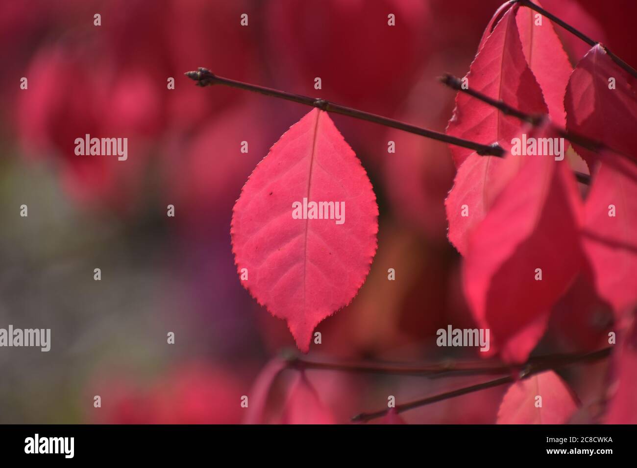Bright red leaf hi-res stock photography and images - Alamy