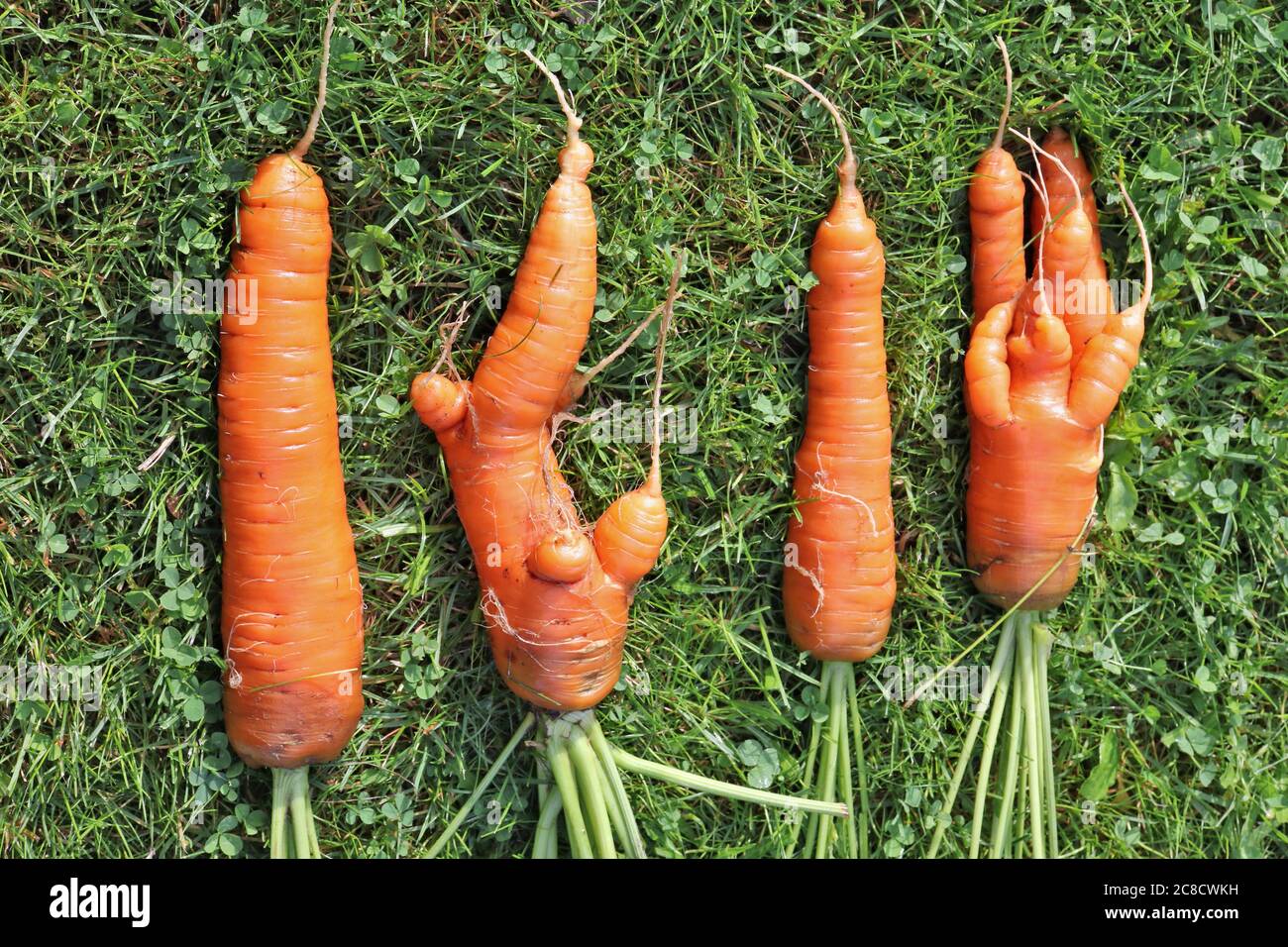 Strange shaped vegetable hi-res stock photography and images - Alamy