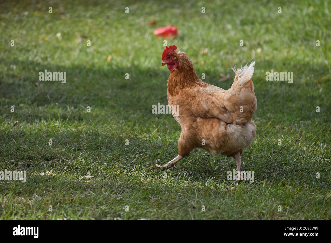 A chicken struts across the grass Stock Photo - Alamy