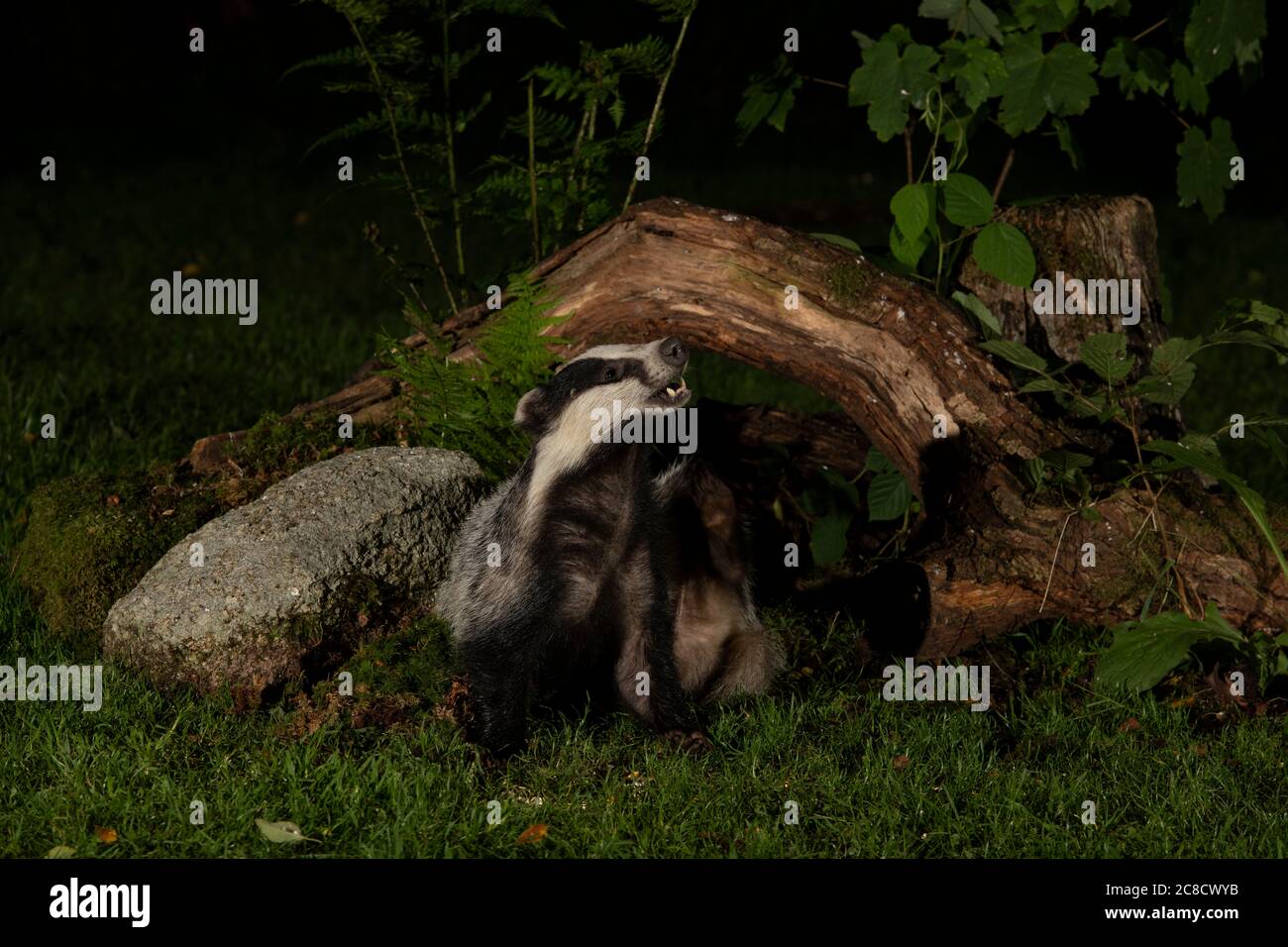 Badger scratching hi-res stock photography and images - Alamy