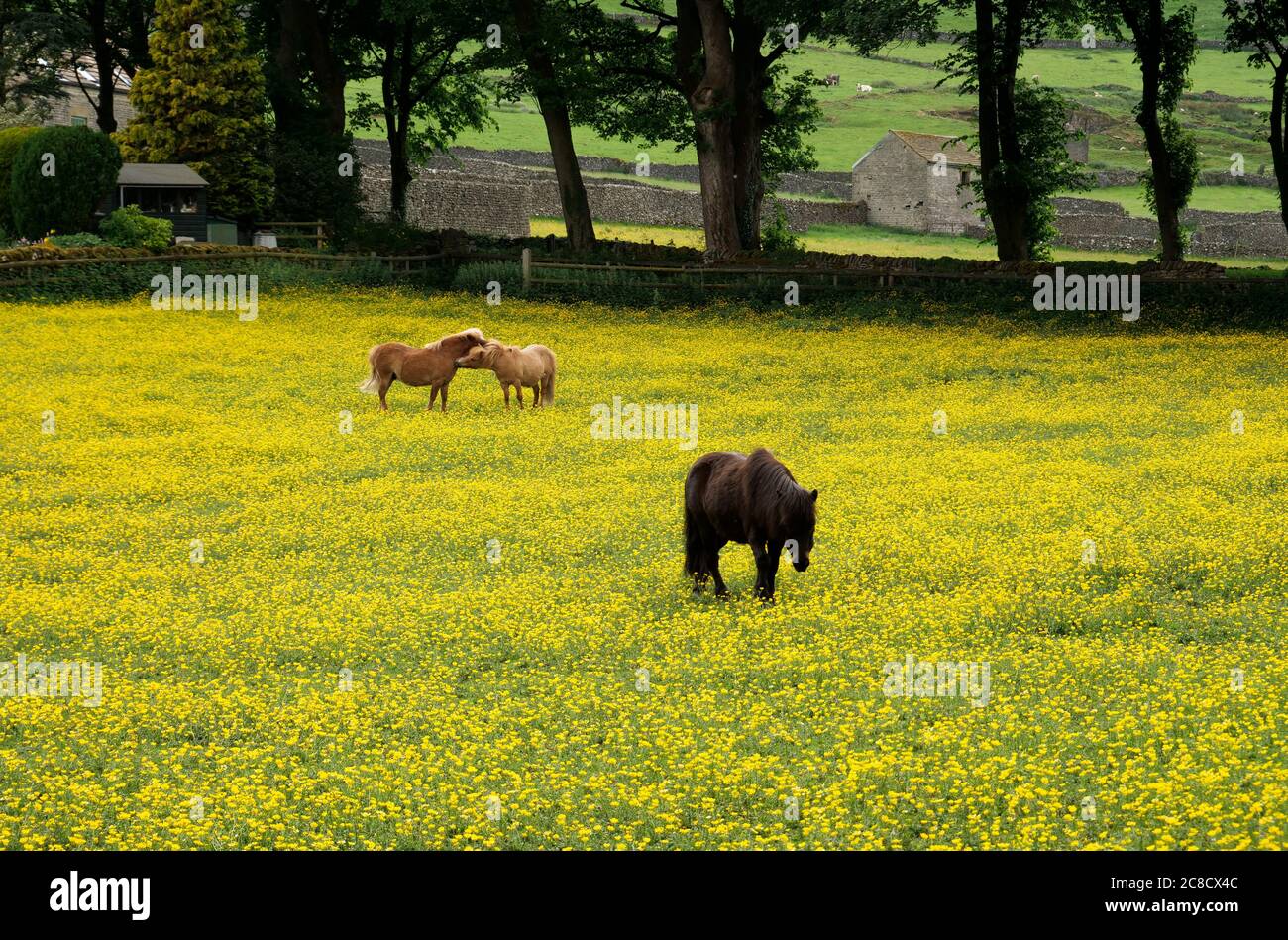 Three ponies in a field of buttercups hi-res stock photography and ...