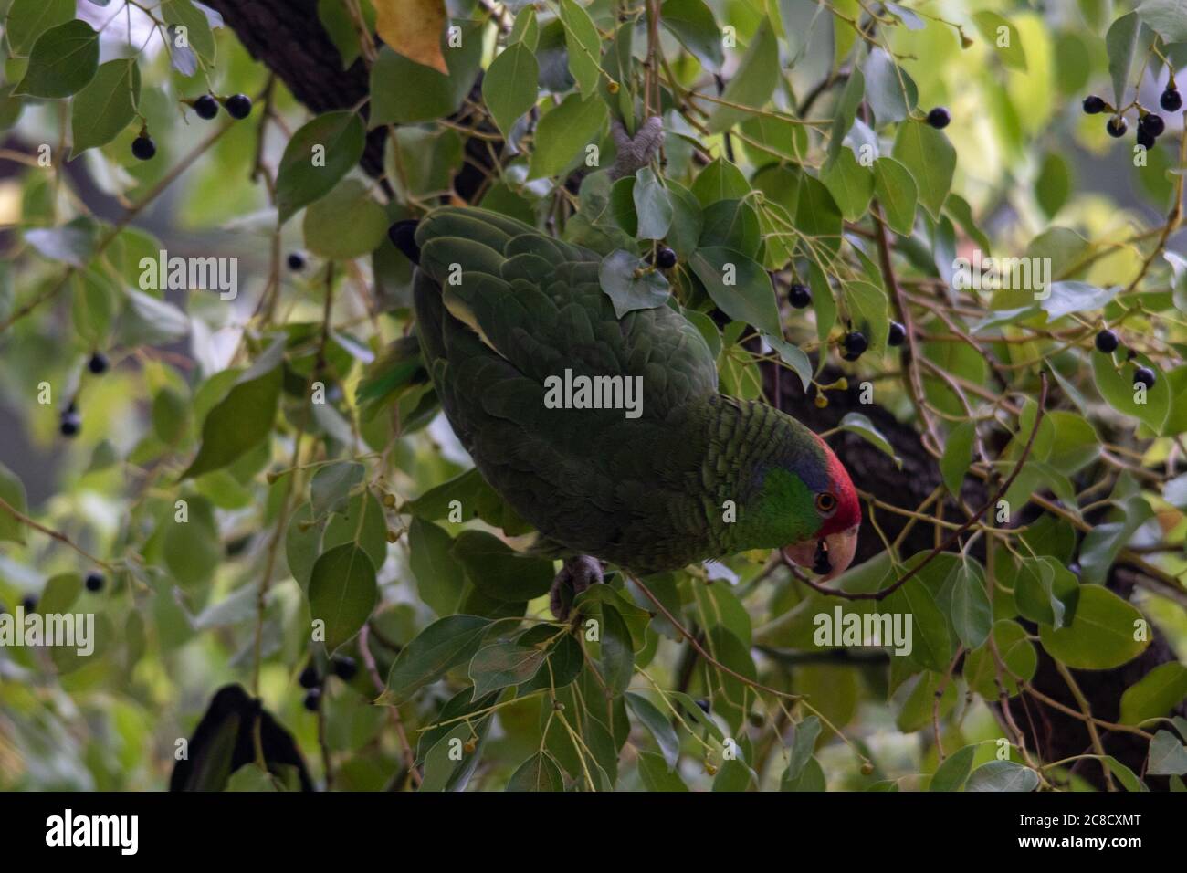 Green parrot eating berries on a tree branch Stock Photo - Alamy