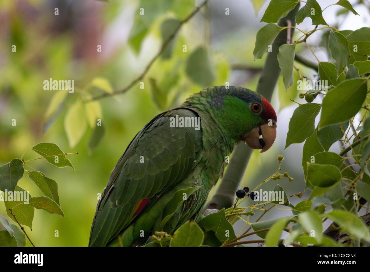 Parrot beak berries hi-res stock photography and images - Alamy