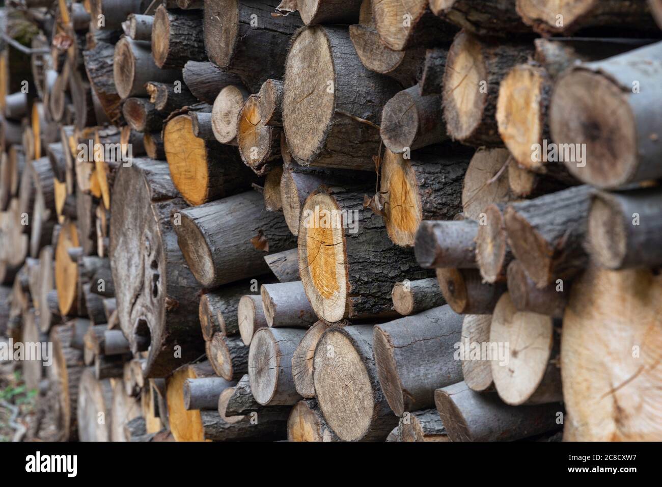 Forest in autumn, felled tree trunks Stock Photo - Alamy