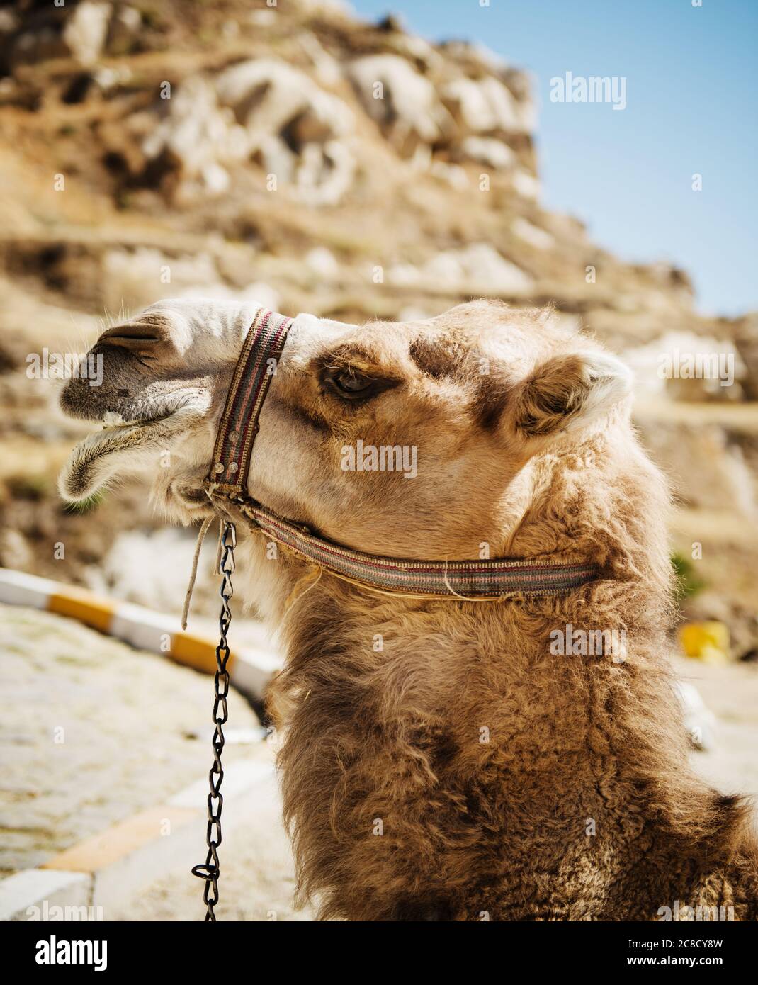 camel in the desert, Göreme, Cappadocia, Turkey Stock Photo - Alamy