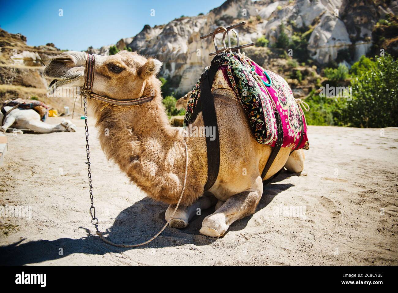 camel in the desert, Göreme, Cappadocia, Turkey Stock Photo - Alamy