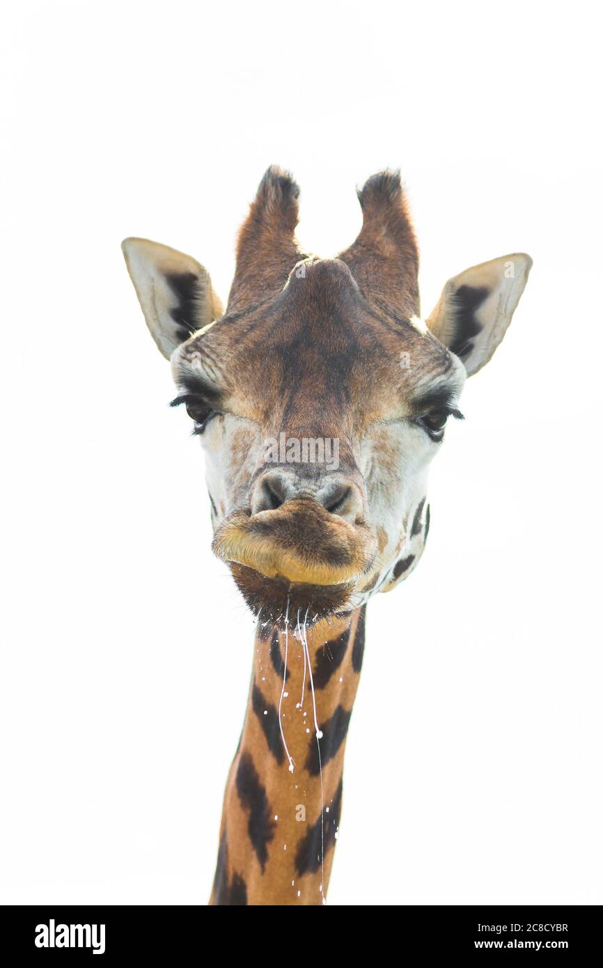 Giraffe sticking out tongue hi-res stock photography and images - Alamy