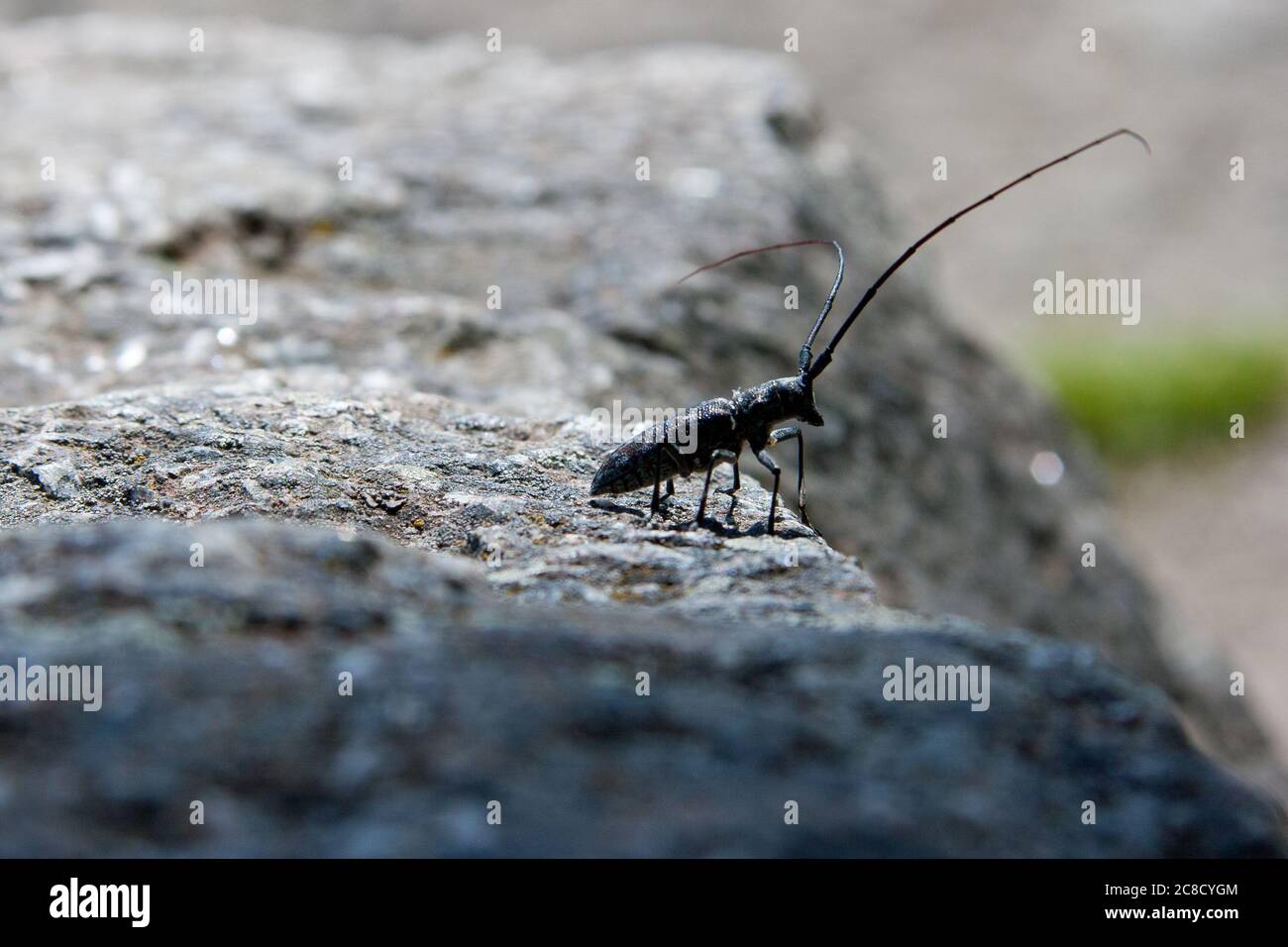 Longhorned beetles hi-res stock photography and images - Alamy