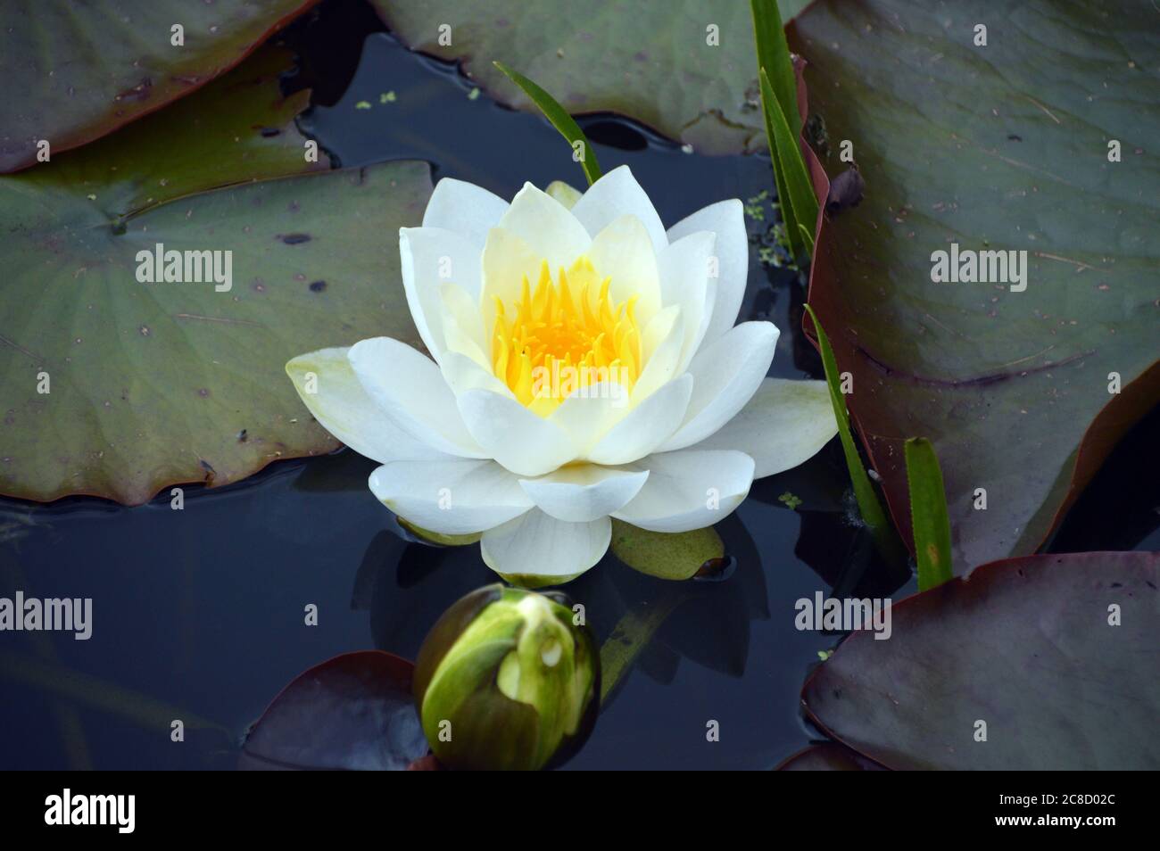 Aquatic flowering plant hi-res stock photography and images - Alamy