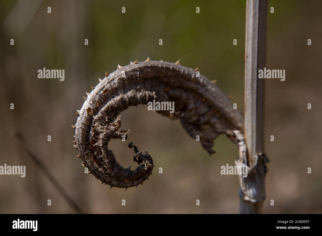 Fibonacci sequence nature hi-res stock photography and images - Alamy
