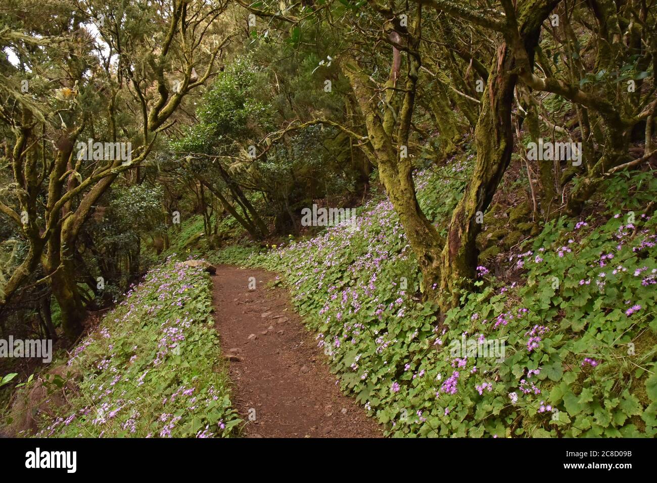Walking trail in the forest with flowers Stock Photo - Alamy
