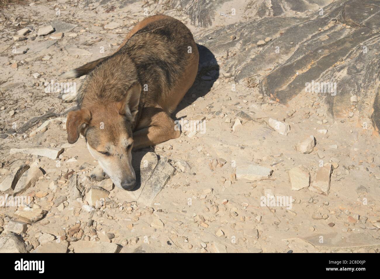 Dog on the Rocks in Brazil Stock Photo - Alamy