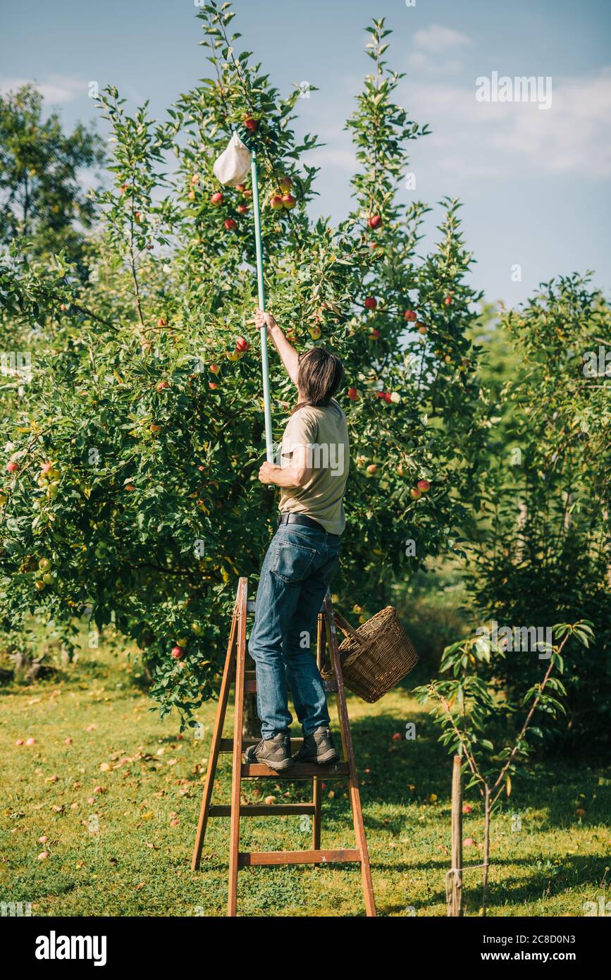 Man picking apples from a tree Stock Photo - Alamy