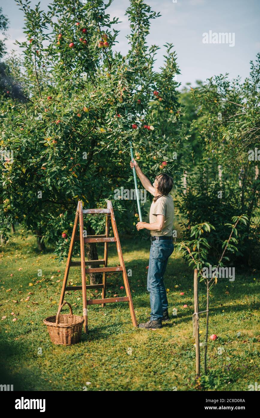 Man picking apples from a tree Stock Photo - Alamy