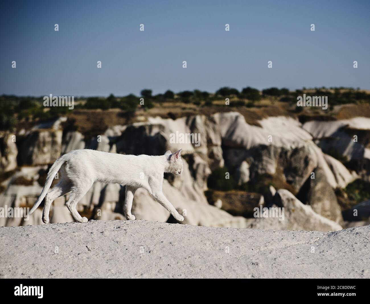 White cat walking along the cliffs of Cappadocia, Turkey Stock Photo ...