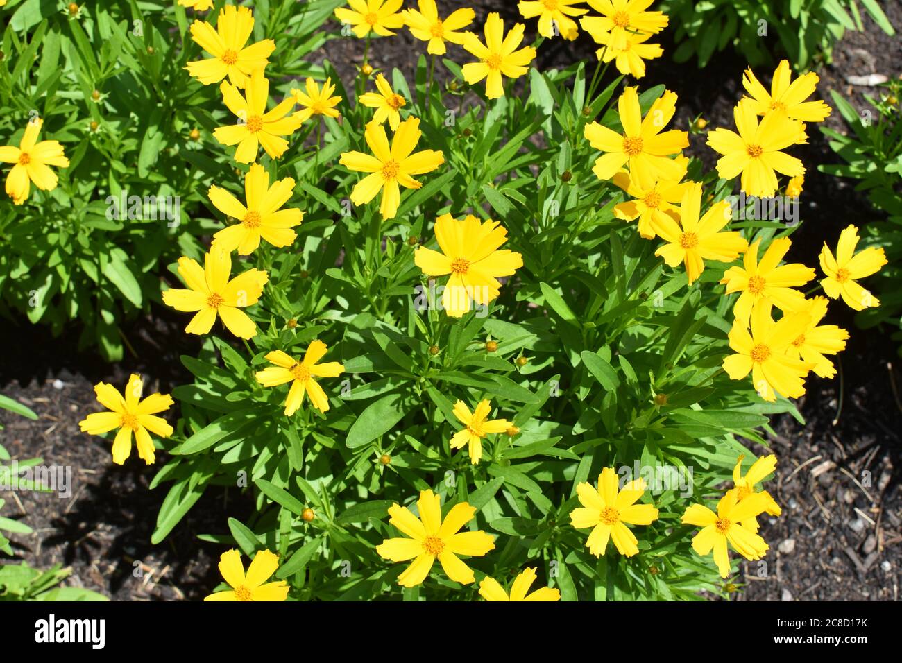 Bright yellow color flowers hi-res stock photography and images - Alamy