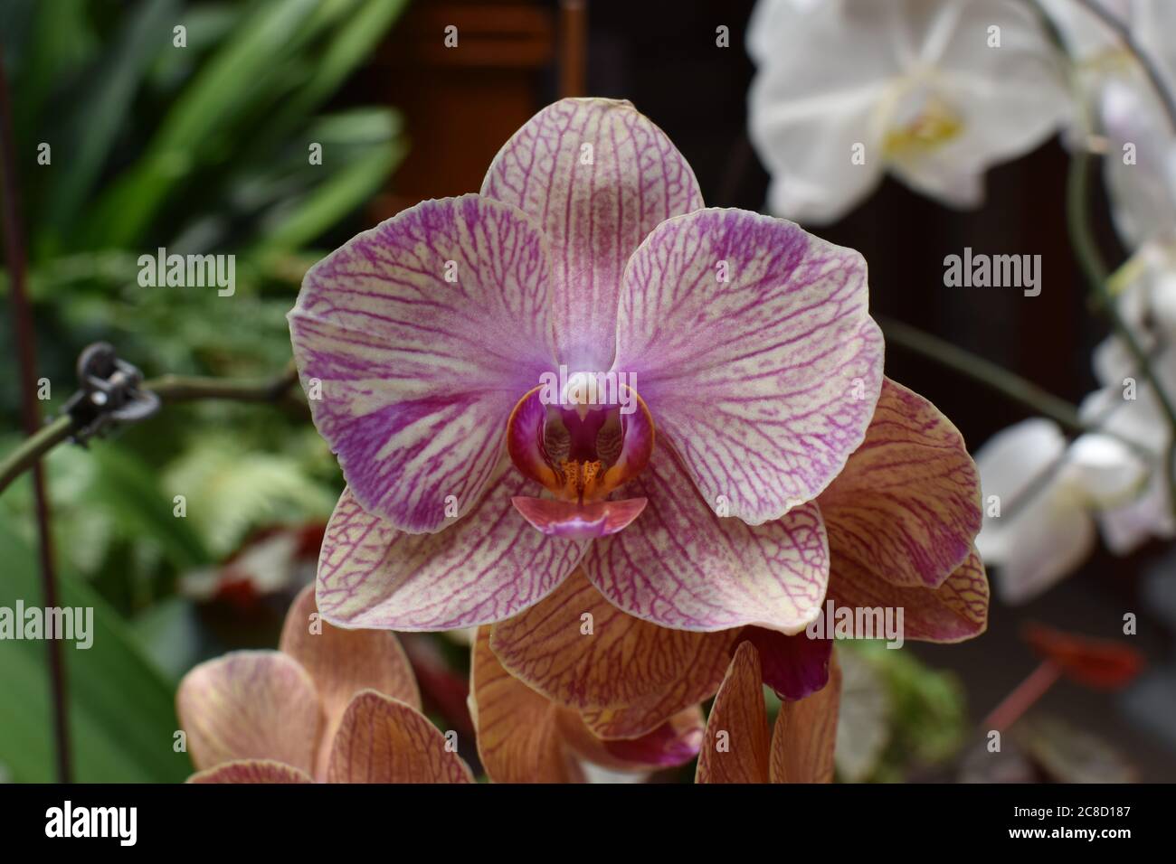 Peach orchid hi-res stock photography and images - Alamy