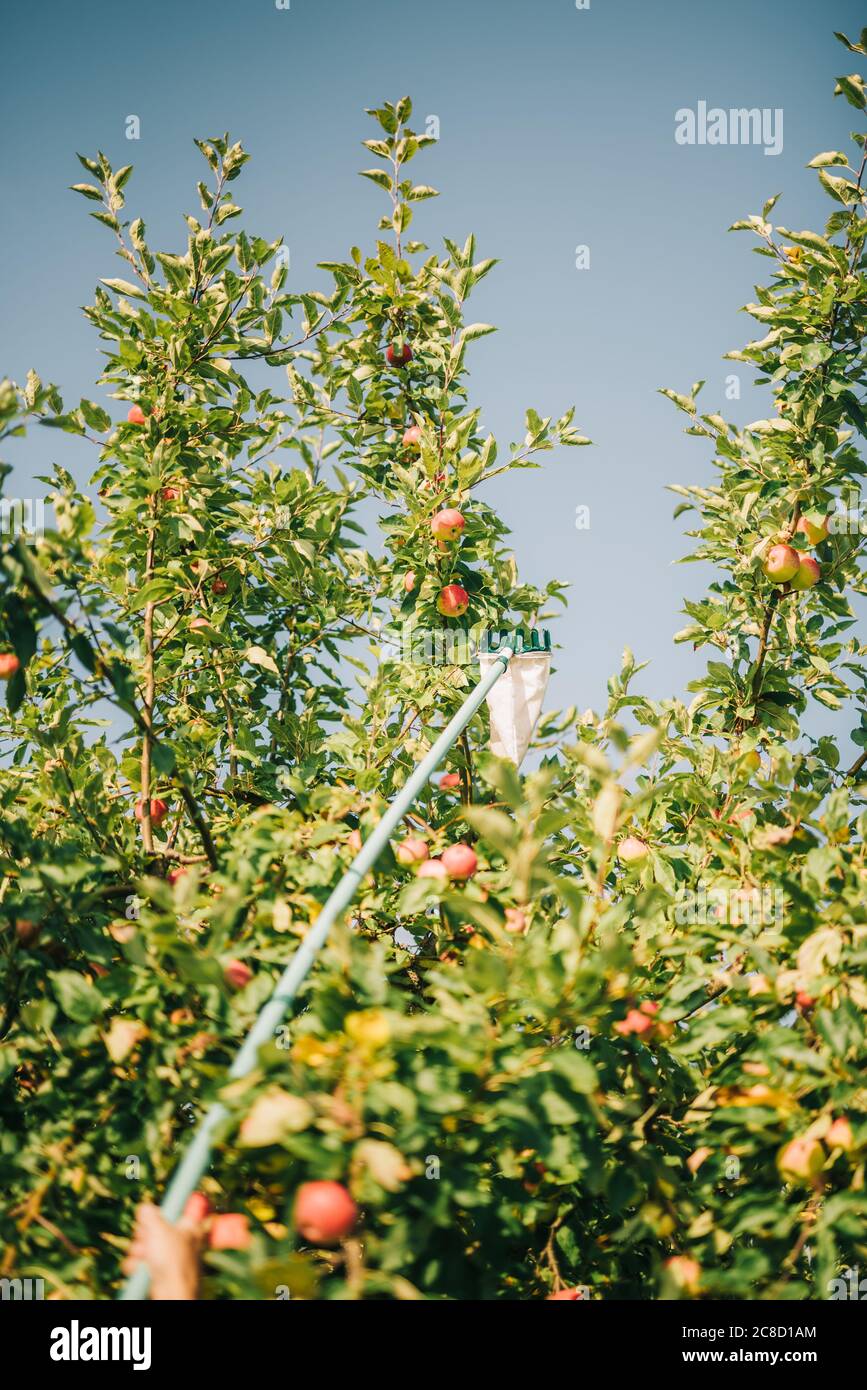 Picking apples with an apple picker Stock Photo - Alamy