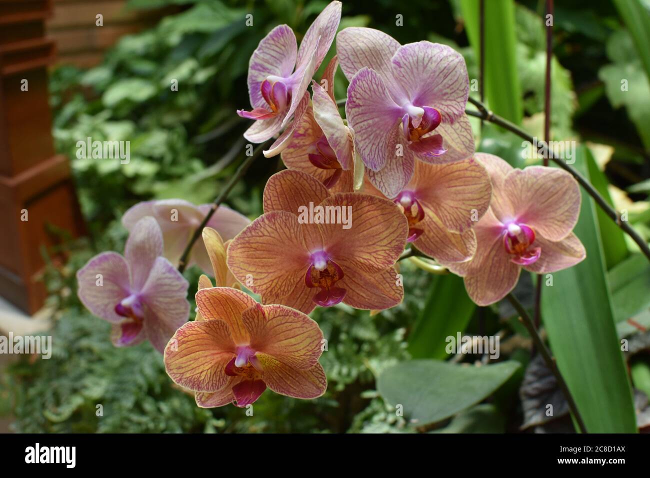 Peach orchid hi-res stock photography and images - Alamy