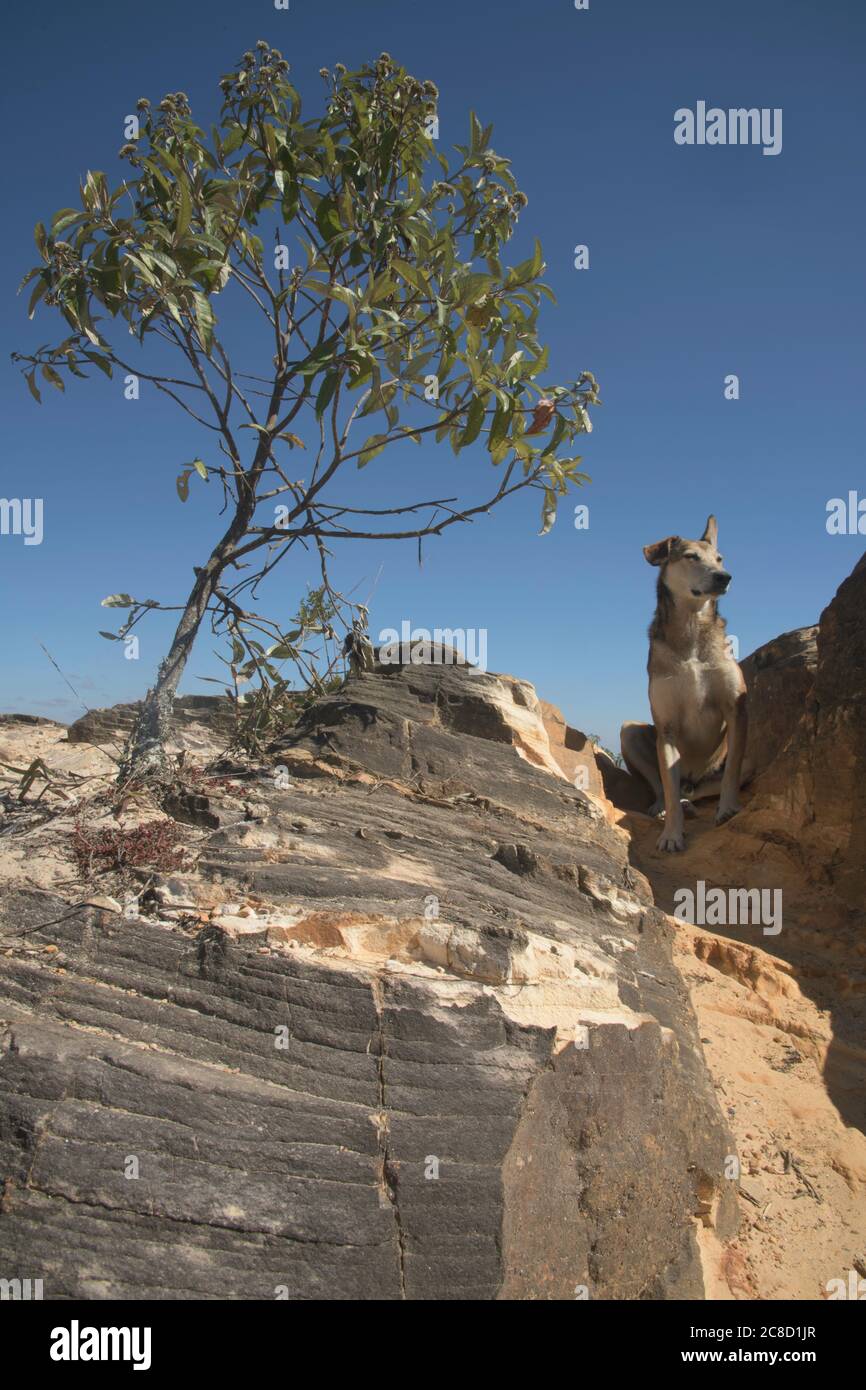 Dog on the Rocks in Brazil Stock Photo - Alamy