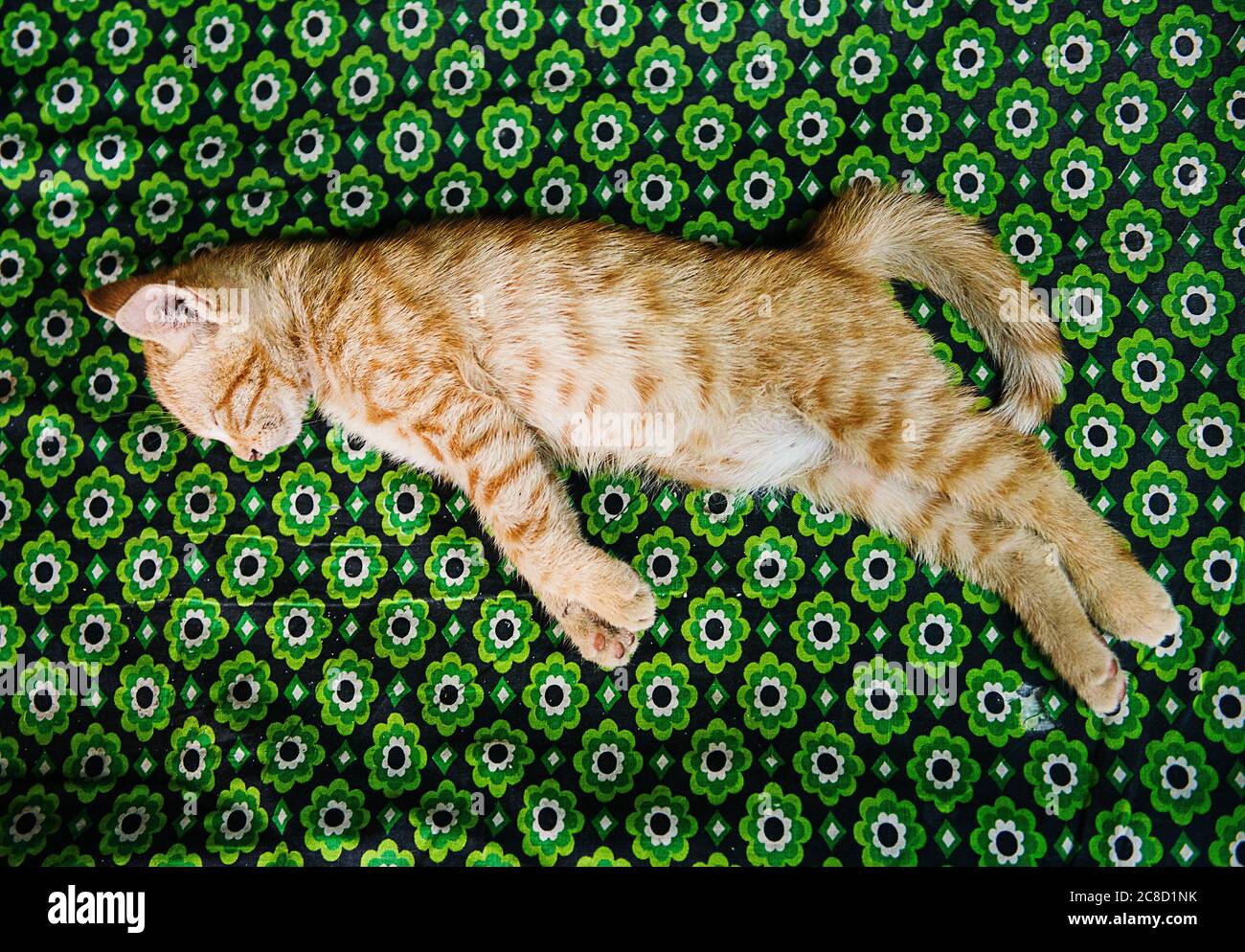 Orange tabby cat with green eyes hi-res stock photography and images ...