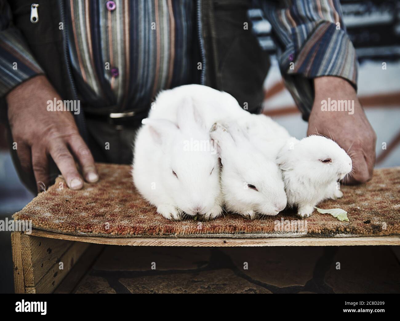 Street performer in Istanbul with three rabbits, Istanbul, Turkey Stock ...
