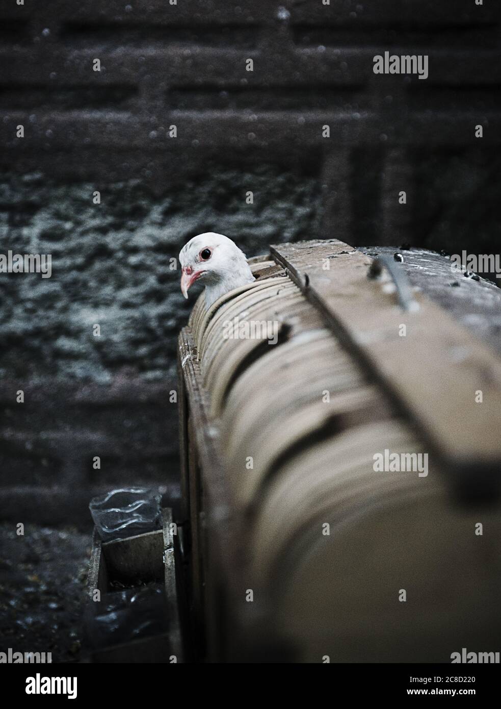 Dove in a wooden cage, Istanbul, Turkey Stock Photo - Alamy