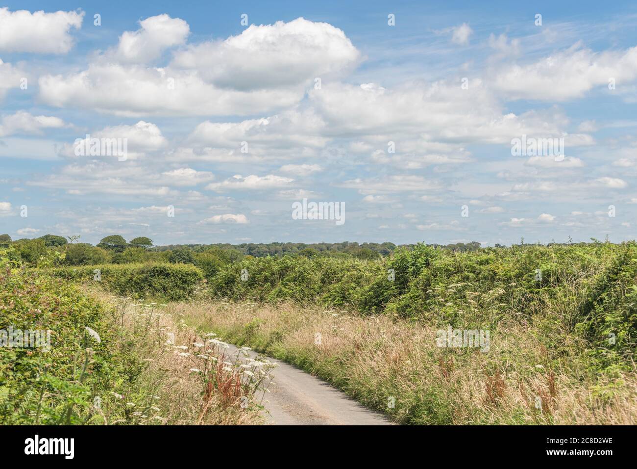 Rural country lane in Cornwall with typical banked hedgerows in summer ...