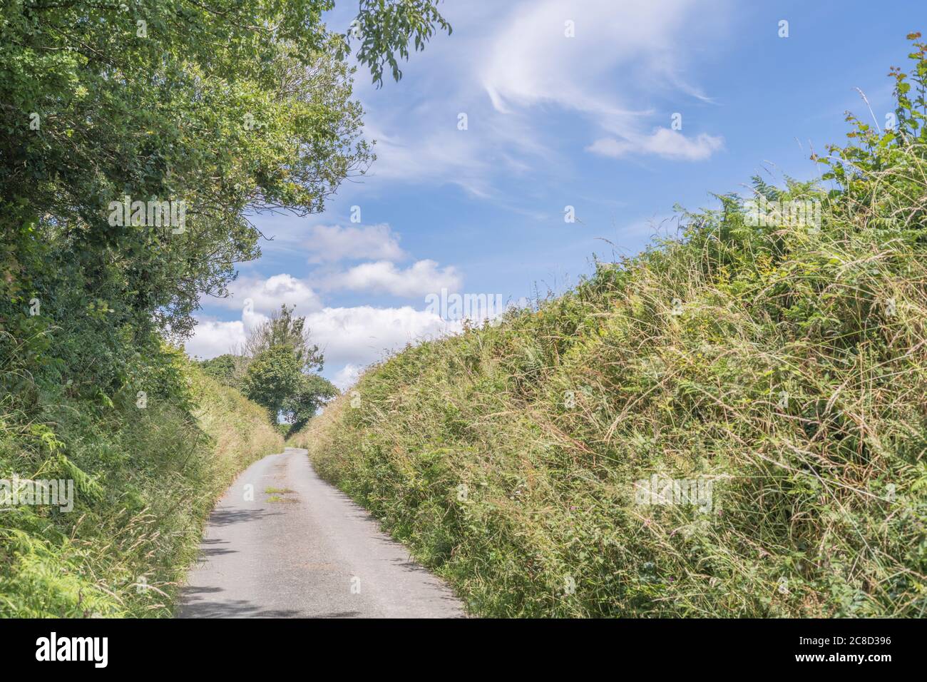 Rural country lane in Cornwall with typical banked hedgerows in summer ...