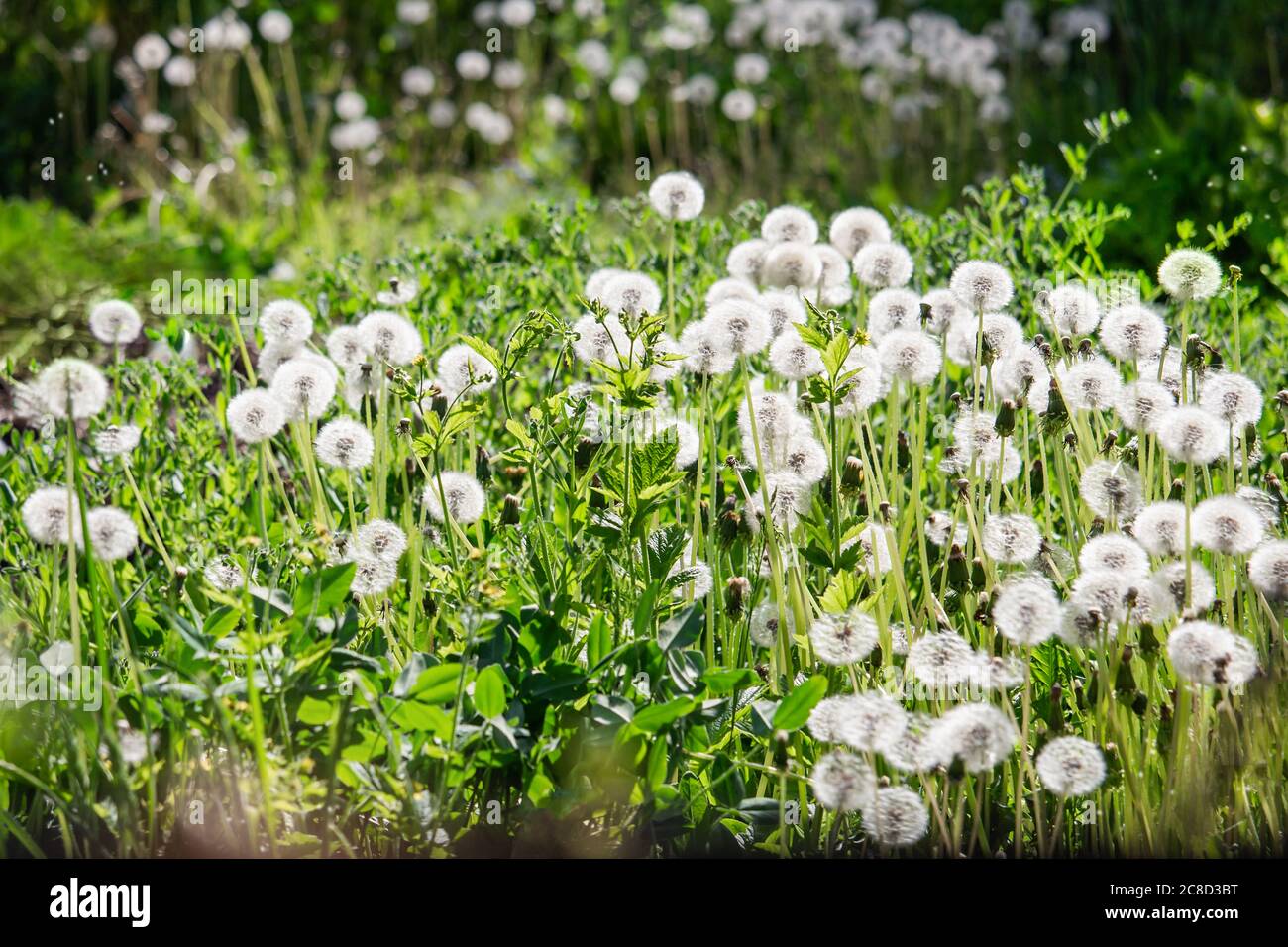 White glade hi-res stock photography and images - Alamy