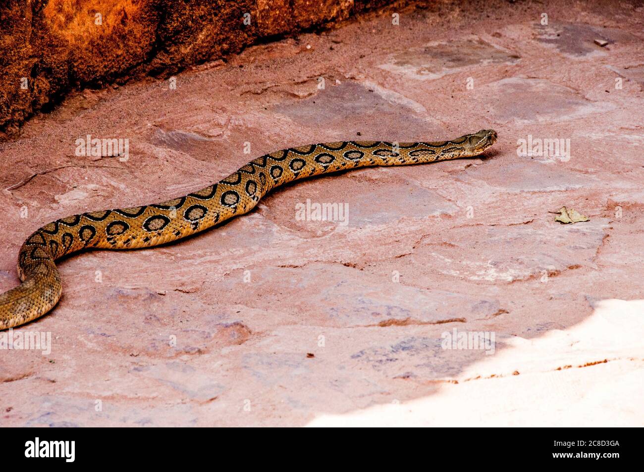 Russell's viper is a species of venomous snake in the family Viperidae ...