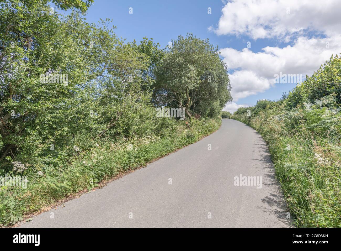 Rural country lane in Cornwall with typical banked hedgerows in summer ...