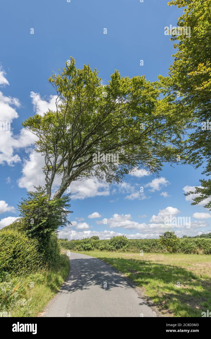 Ultra wide of rural country road in Cornwall and typical banked ...
