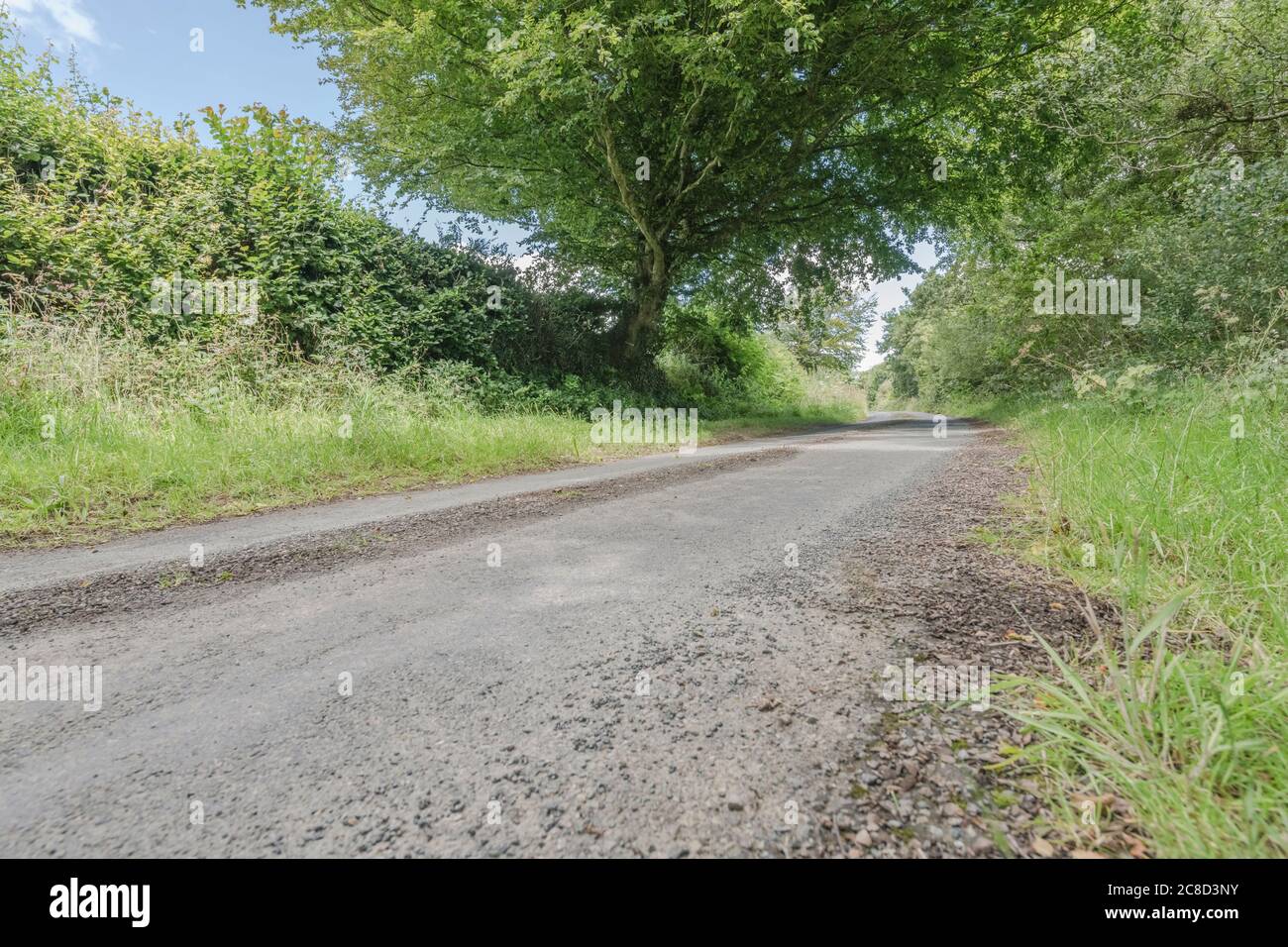 Cornish country road leading into the distance, showing typical tall ...