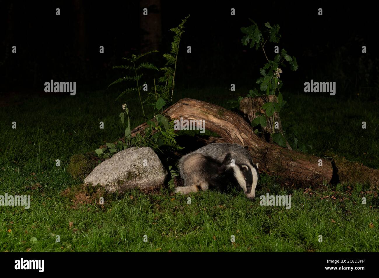 Badger scratching hi-res stock photography and images - Alamy