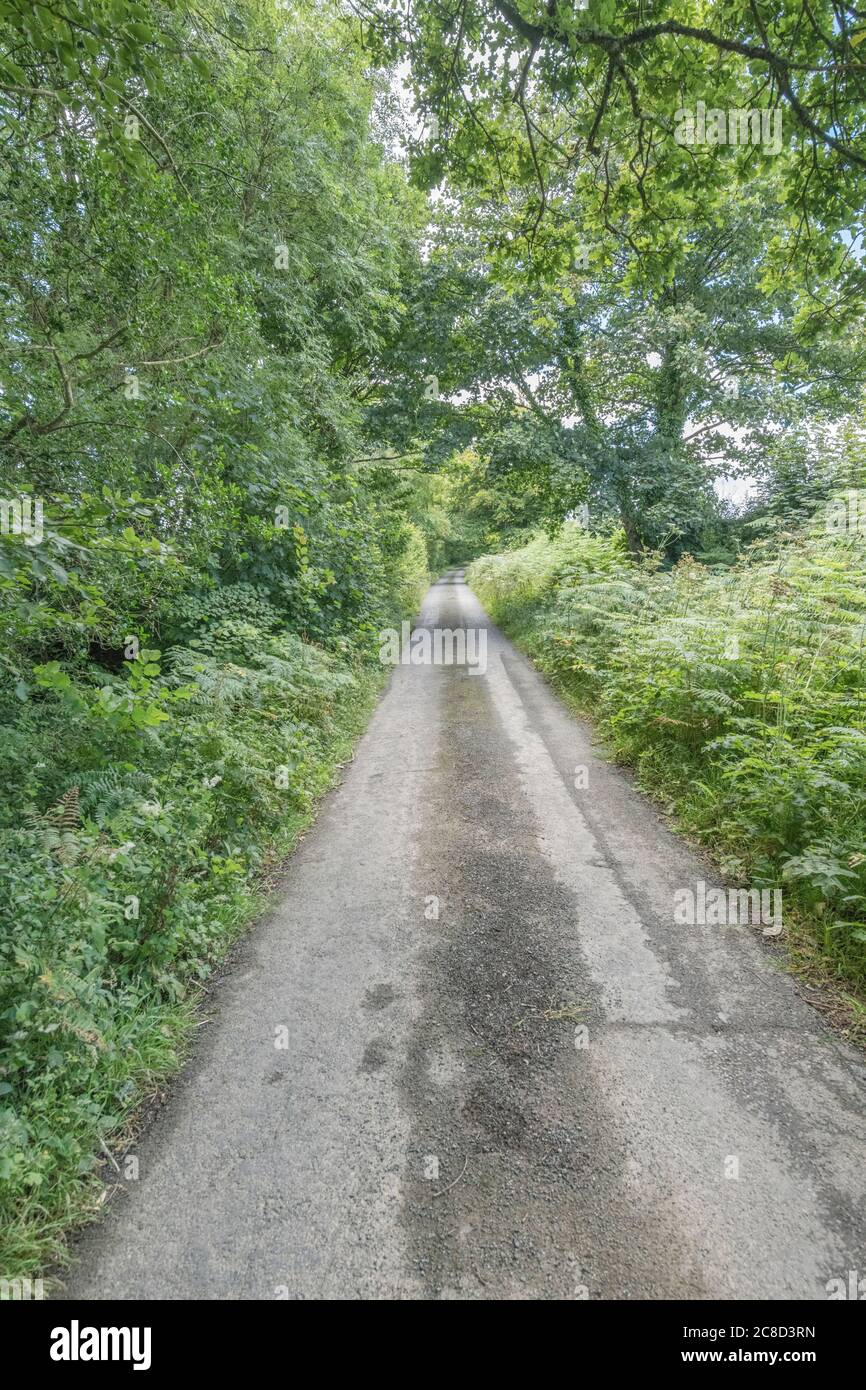 Rural country lane in Cornwall and typical banked hedgerows in summer ...