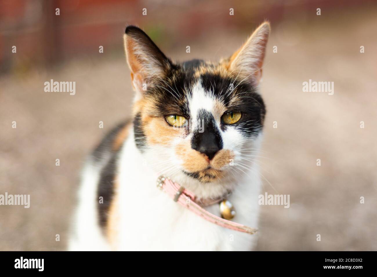 Pretty tortoiseshell cat, close up portrait outside in the summer ...