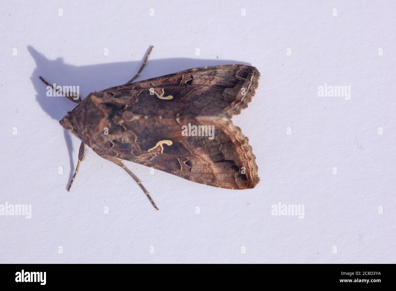 Exploring Essex / Wildlife Butterfly & Moth Conservation - Macro of a ...
