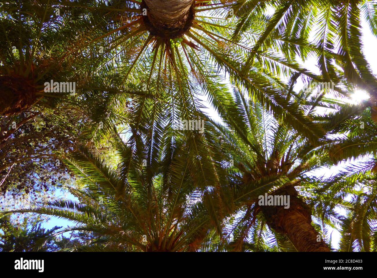 Beautiful palm trees close up, looking towards sky, creating a pattern ...