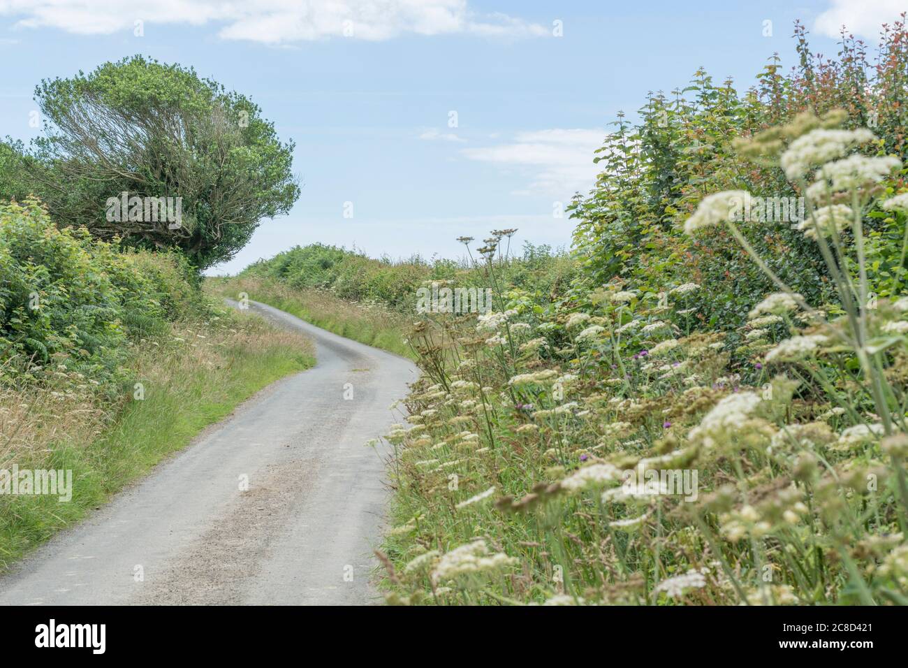 Rural country lane in Cornwall with typical banked hedgerows in summer ...