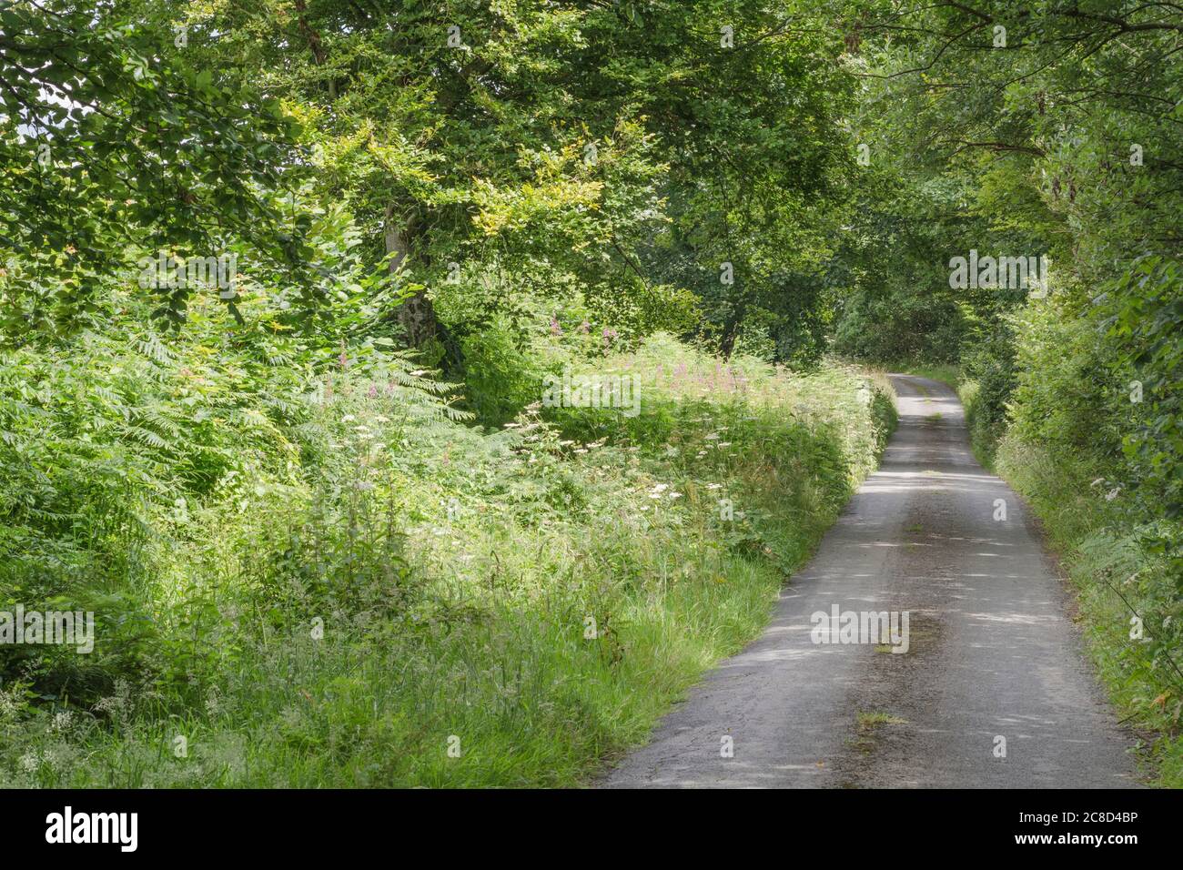 Rural country lane in Cornwall with typical banked hedgerows in summer ...